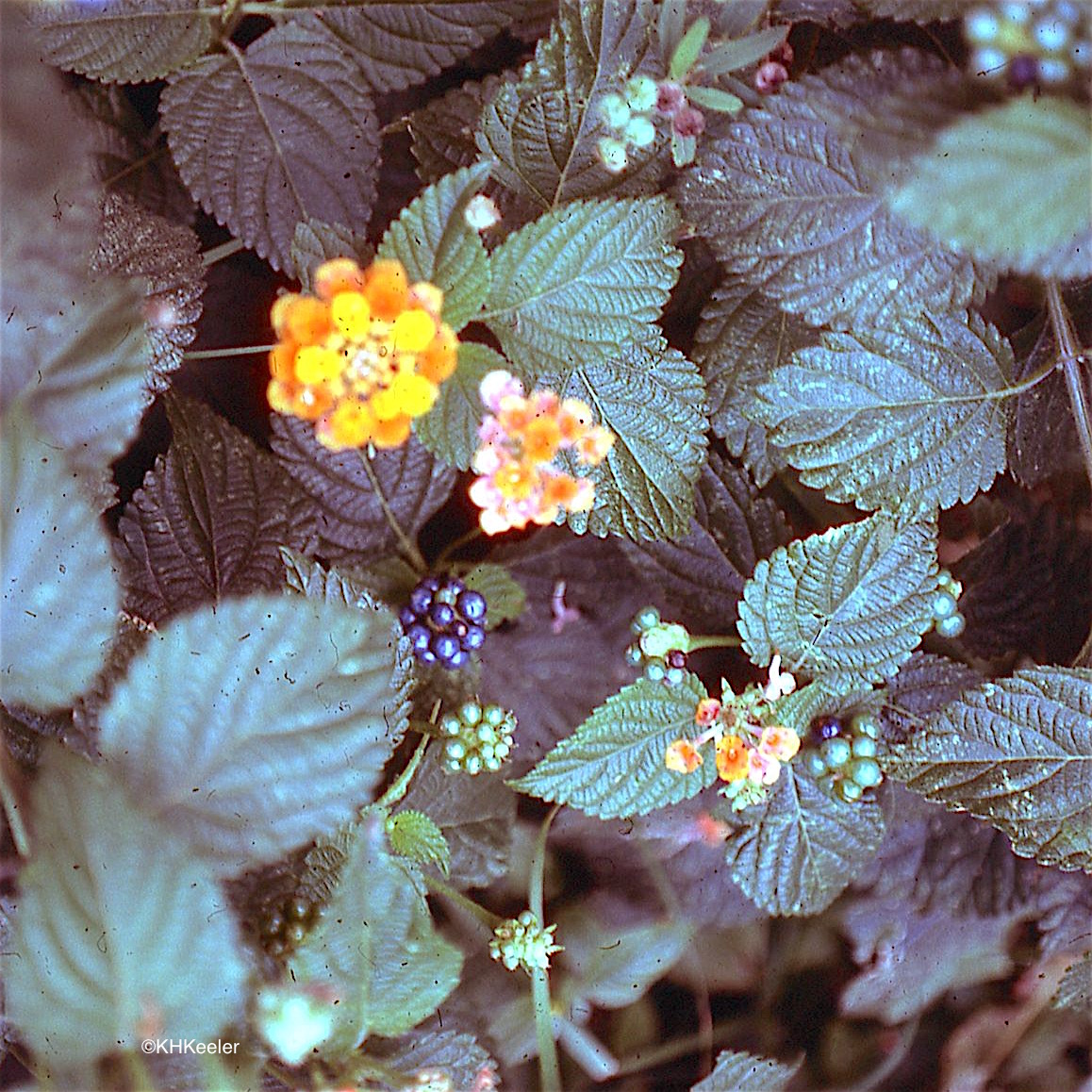 A Wandering Botanist: Plant Story--Beautiful, Invasive Lantana, Lantana ...