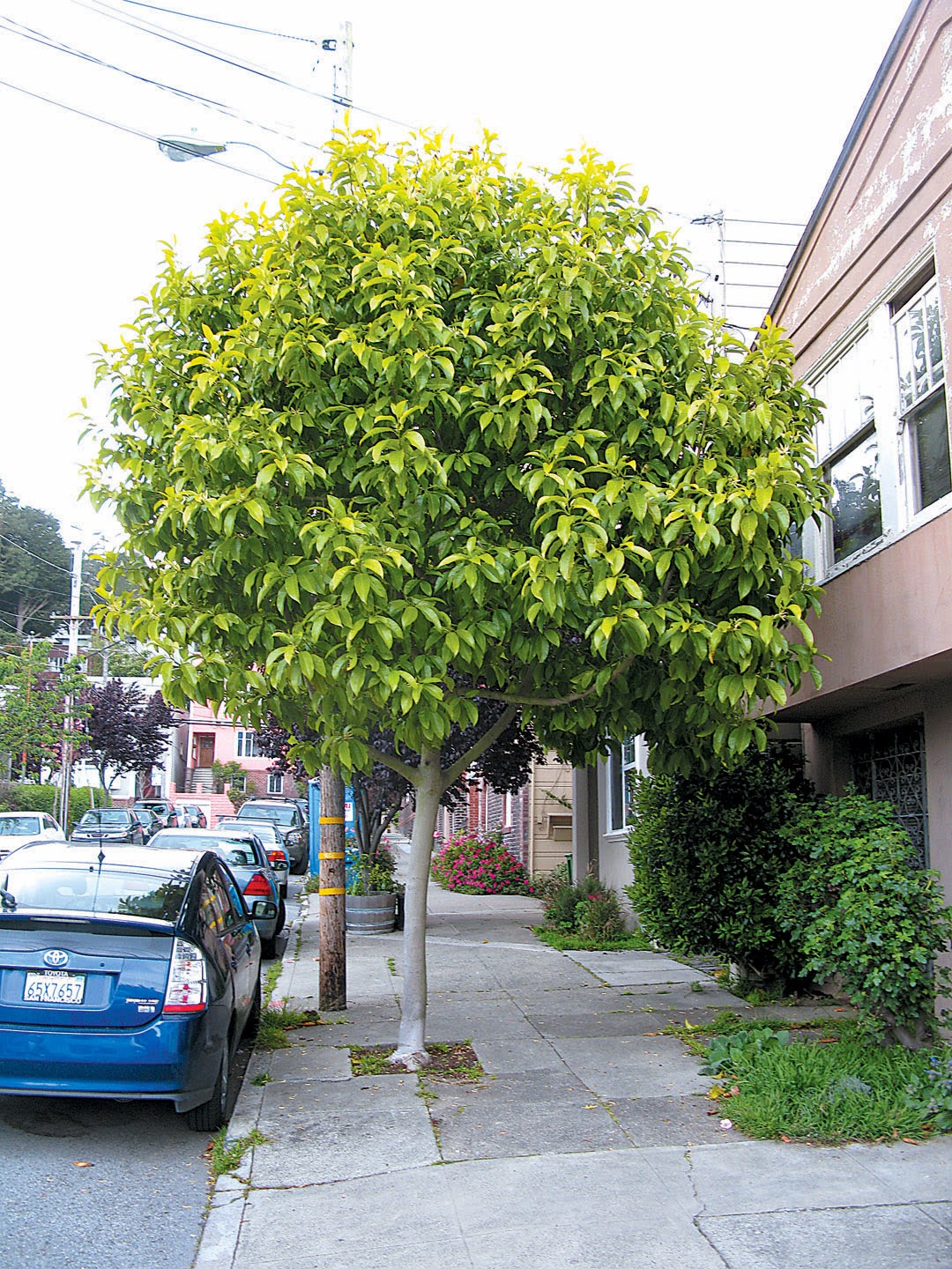 Magnolia Perfumada - Michelia Champaca Sementes Para Mudas - R$ 15,99 ...