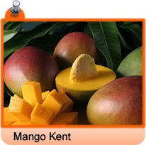 Exportación de Mango Kent: Características del Mango