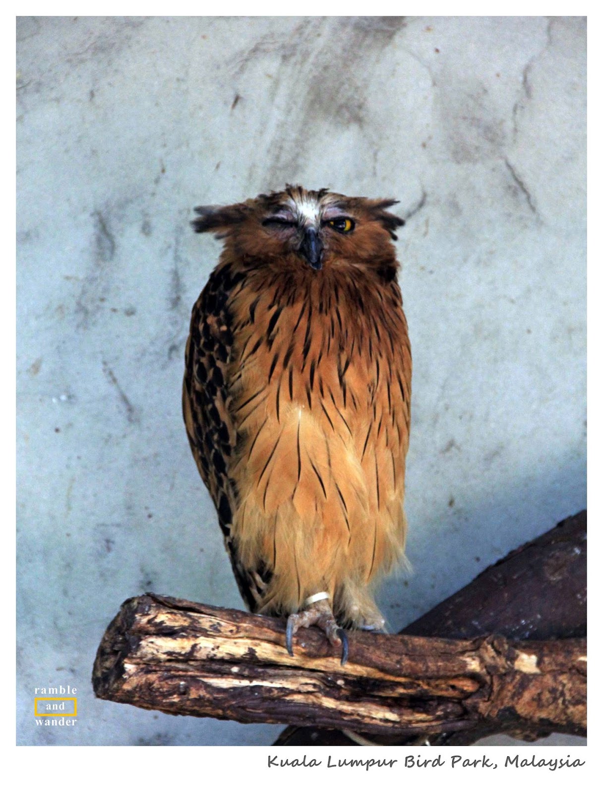 Malaysia: Kuala Lumpur Bird Park - Ramble and Wander