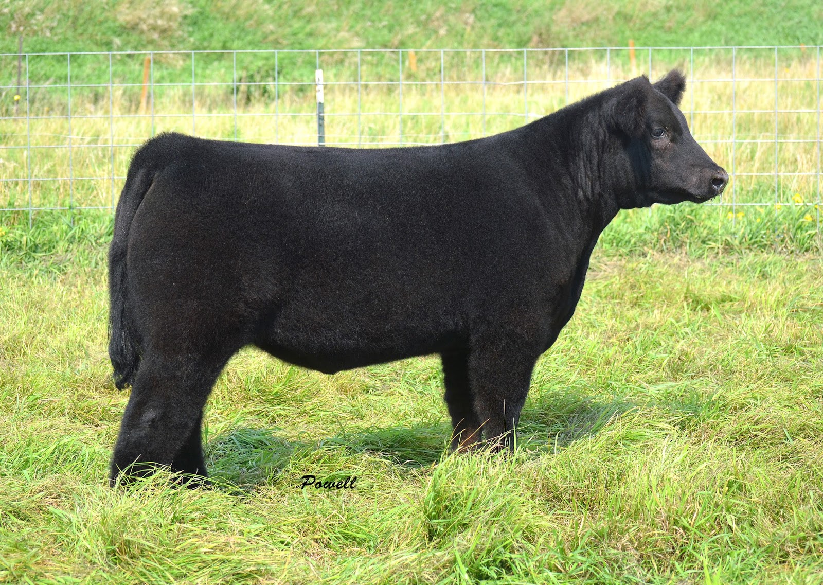 RCC Blog: MAB steer Tag 3 Sells 9-14-15 @ Weaver Show Cattle Moville ...