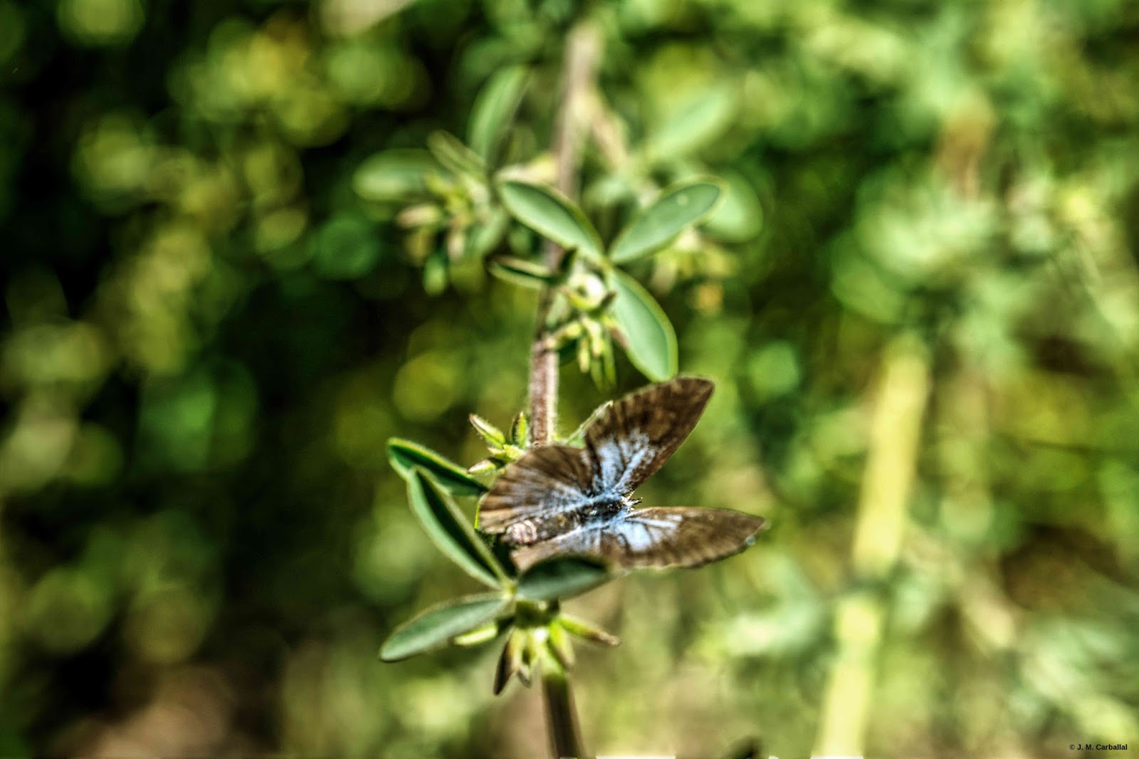 El Blog de Isa y Juan: Escamas azules