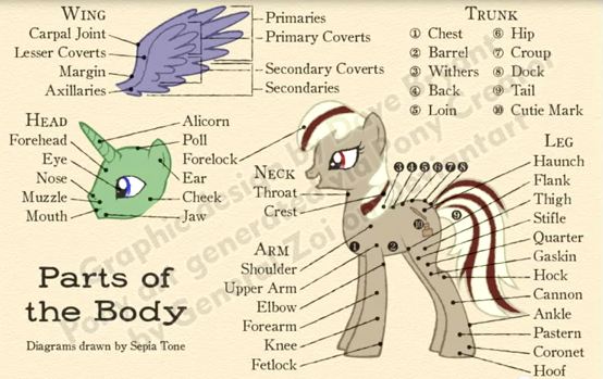 Equestria Daily - MLP Stuff!: Music/Video: The Parts of a Pony