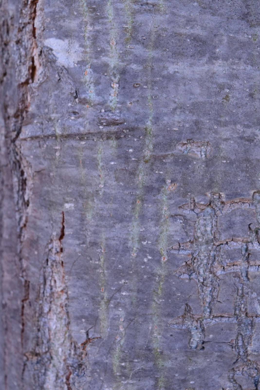 Friends of Carmel Forest Tree Tour with Dr. Matt Ritter 2016 - Carmel ...