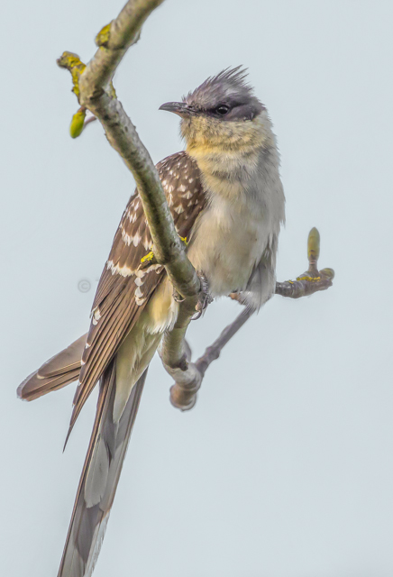 Colyton Wildlife: GREAT SPOTTED CUCKOO