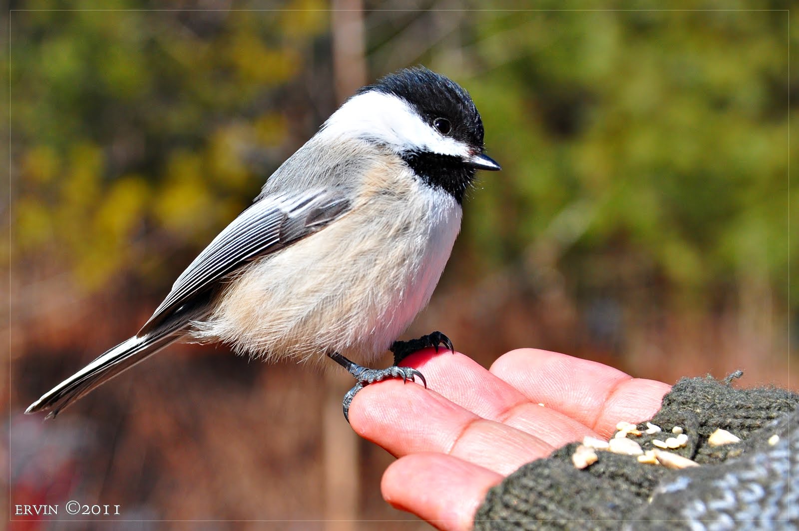 Amateur's Eye View: Cute Chickadee