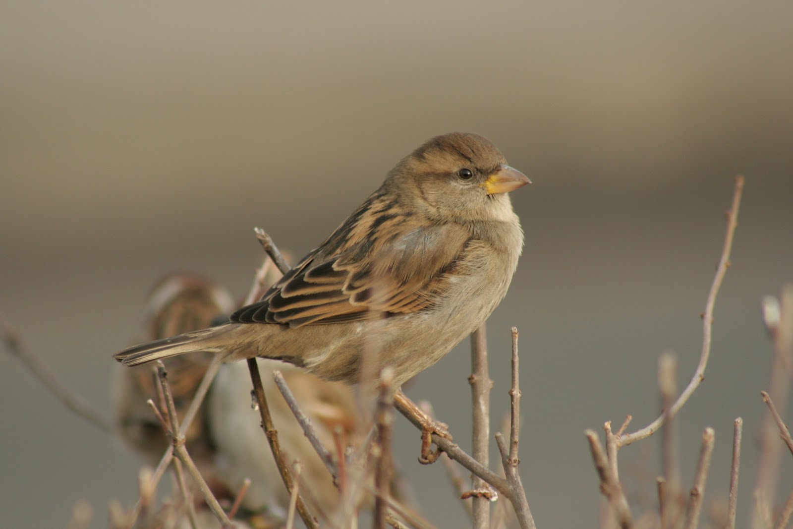 Las Mira: Wróbel Domowy - Ptak co z komuną walczył