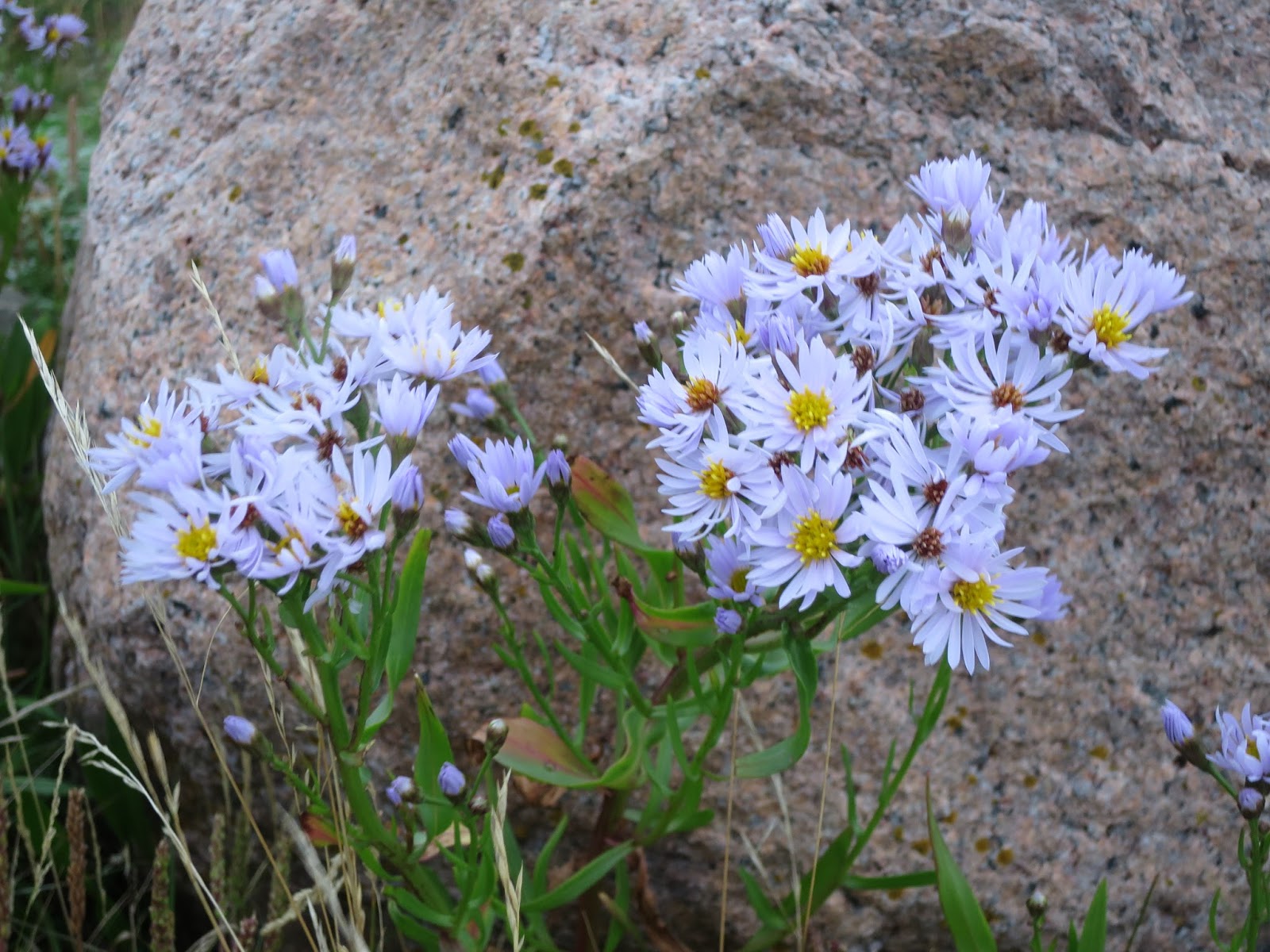 Blomsterdager: Strandstjerne