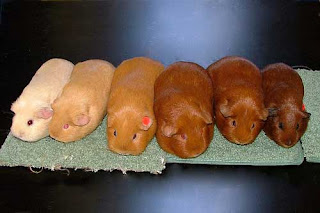All Things Guinea Pig: Cavy Colours