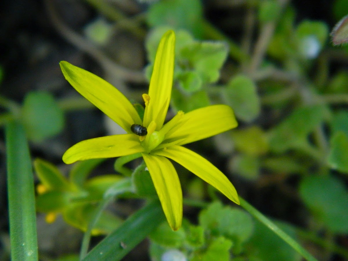 LA MULTI ANI, ROMANIA!: Flori galbene si insecte