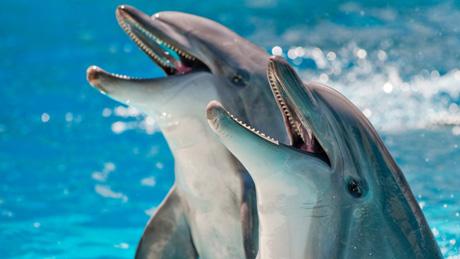 Do Dolphins Call Each Other by Name? - A Collection of Interesting Stuff