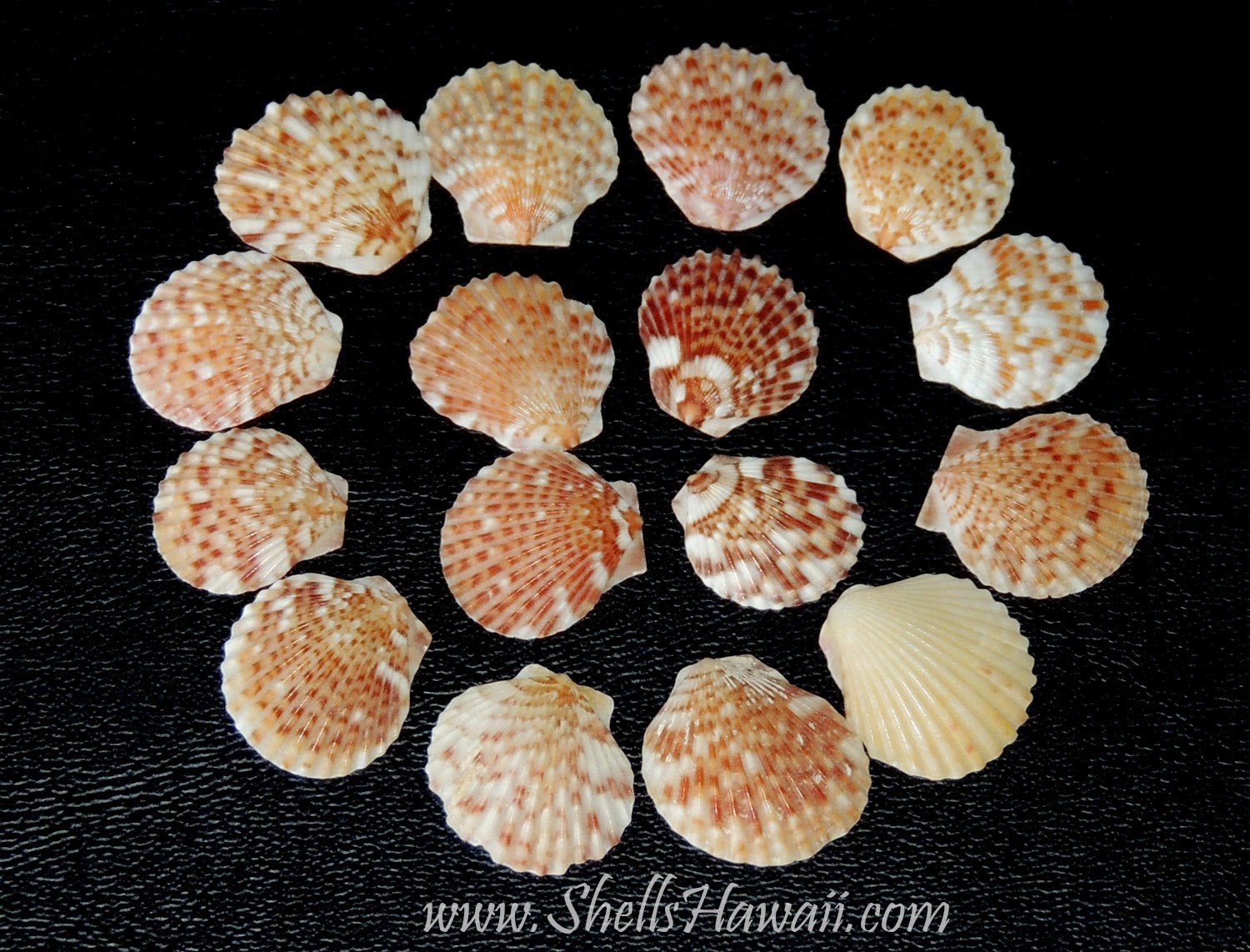 ShellsHawaii ...by Janjira: Hawaiian Seashells
