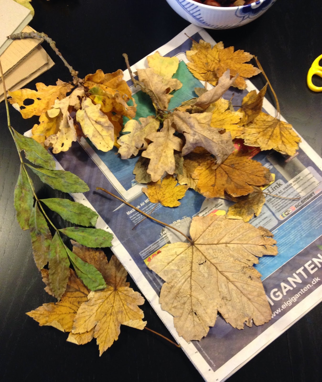 Frk. Schmetterling: Visne blade