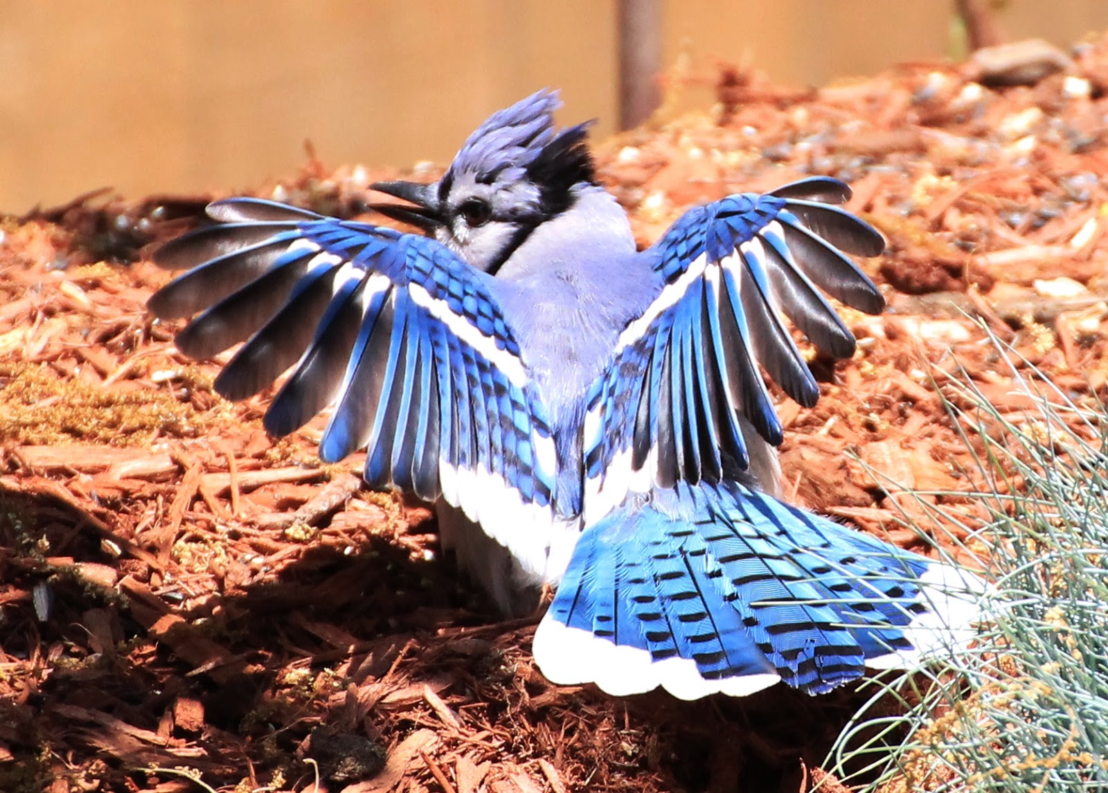 BEAKS WINGS AND BACKYARD THINGS: OUR BACKYARD BIRDS, Migration updates ...