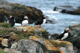 Newfoundland Nature: Puffins at Bonavista