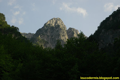 Leucodermis: Nella terra dell'orso marsicano