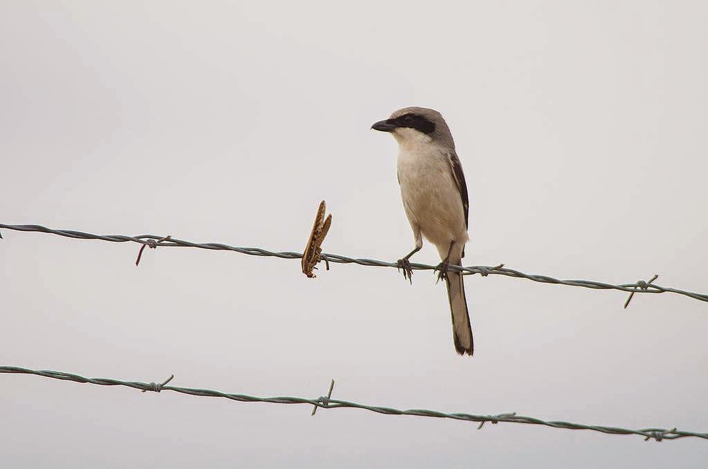 Why the Loggerhead Shrike is Also Known as The Butcher Bird | The Ark ...