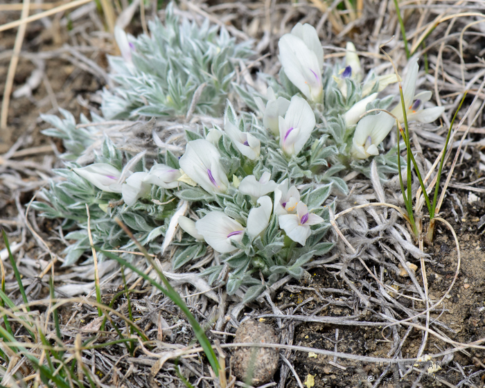 Prairie Wildflowers: Cushion Milk-vetch: Creamy white prairie flowers