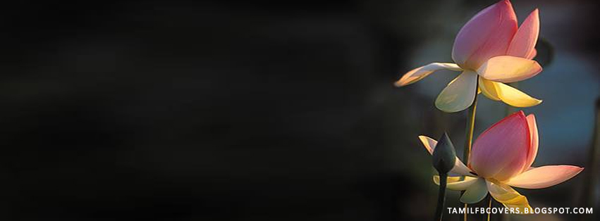 My India FB Covers: Lotus - Flower FB Cover
