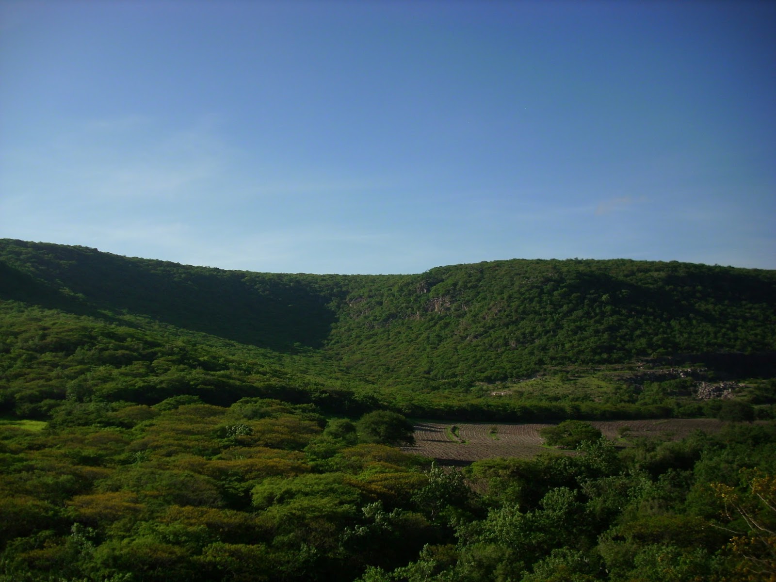 Biodiversidad de "El Bajío Profundo": LA SELVA BAJA DEL BAJÍO PROFUNDO.