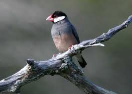 hobby - papagali: Cinteze de Ornament