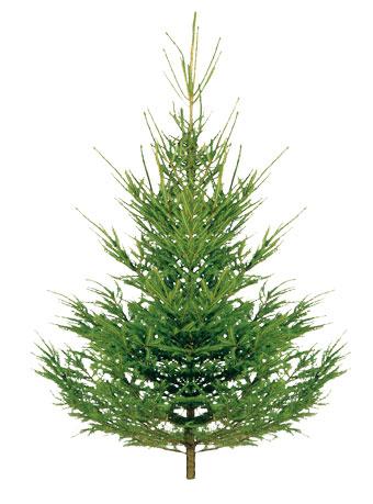 Mitt liv i en låda: Skogsmullens baskunskaper