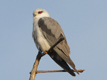 JALAN-JALAN JENAHAK PANGGANG: DOLLARBIRD DI JETI KUALA LUKUT