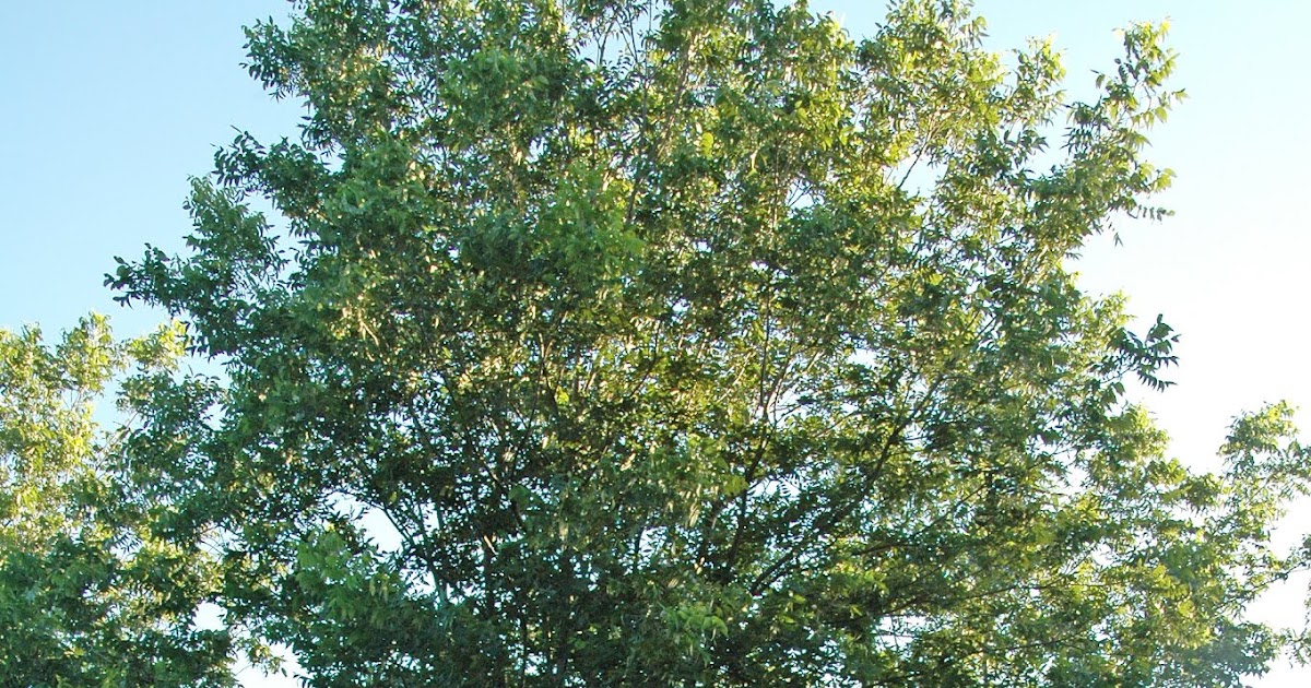 Northern Pecans: Second scab spray