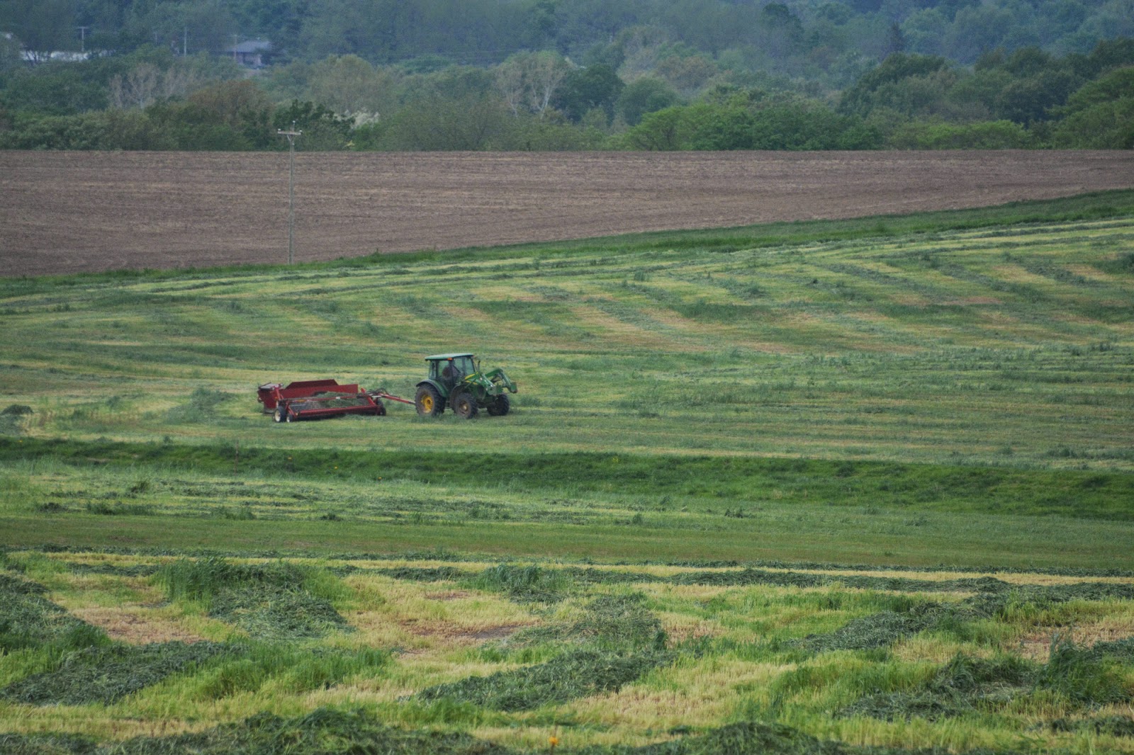 Little House on the Dairy: rye silage