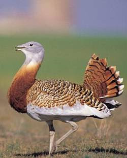 "Môj druhý domov - My second home": Drop - tiež v Lehniciach