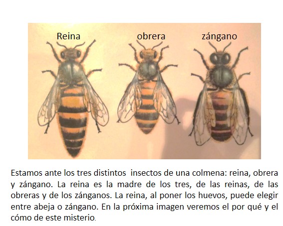 Reina, abeja y zangano