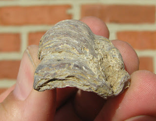 Views of the Mahantango: Texigryphaea corrugata pelecypod from the Duck ...