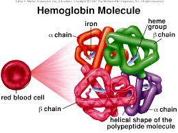 Kadar Hemoglobin