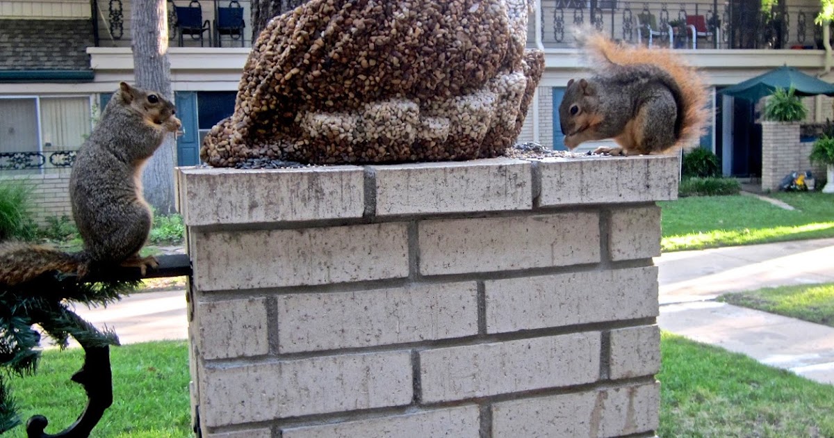 jkwgalleries: Squirrels, Fountain, Barn, Clouds, Blue Sky, Cardinal in ...
