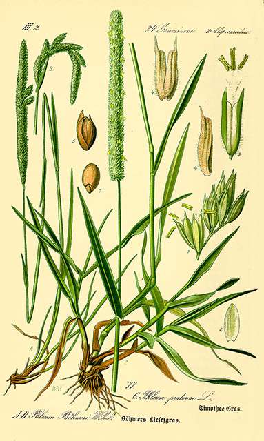 Kemppinen: Heiluva heinä