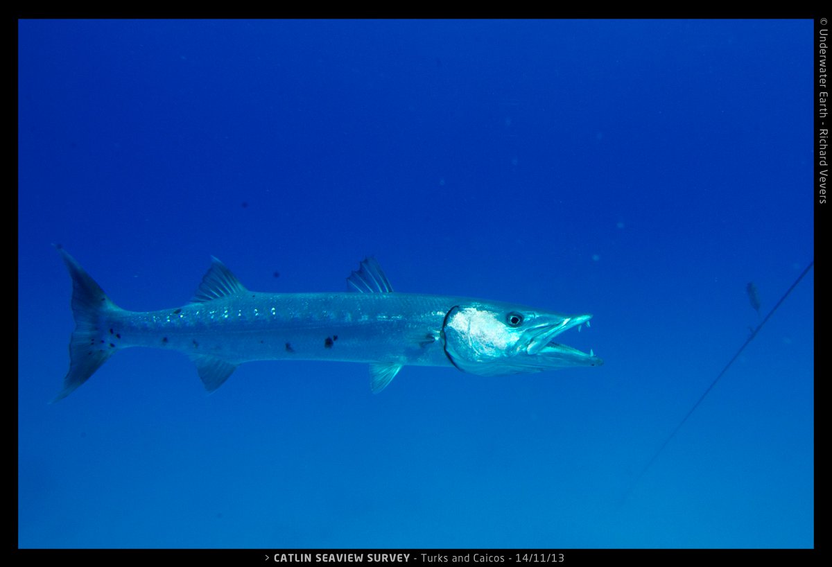 The Great Barracuda, Unseen Predator