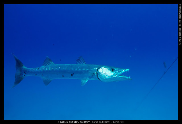 The Great Barracuda, Unseen Predator