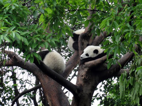 baby pandas in the trees