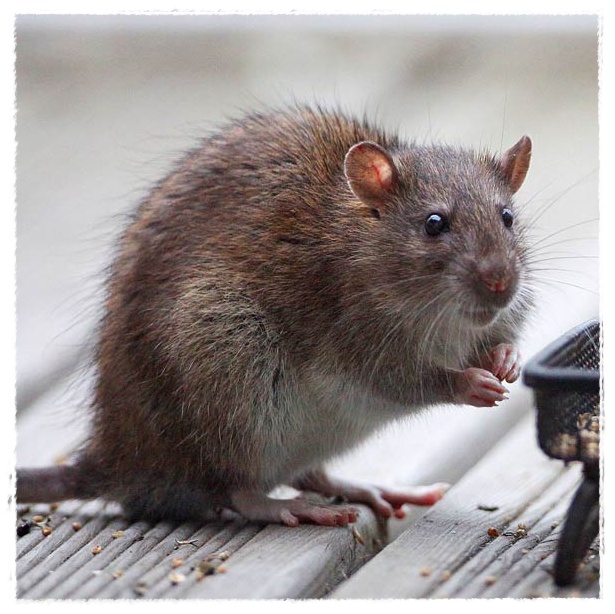 Gambar Tikus | Dunia Binatang