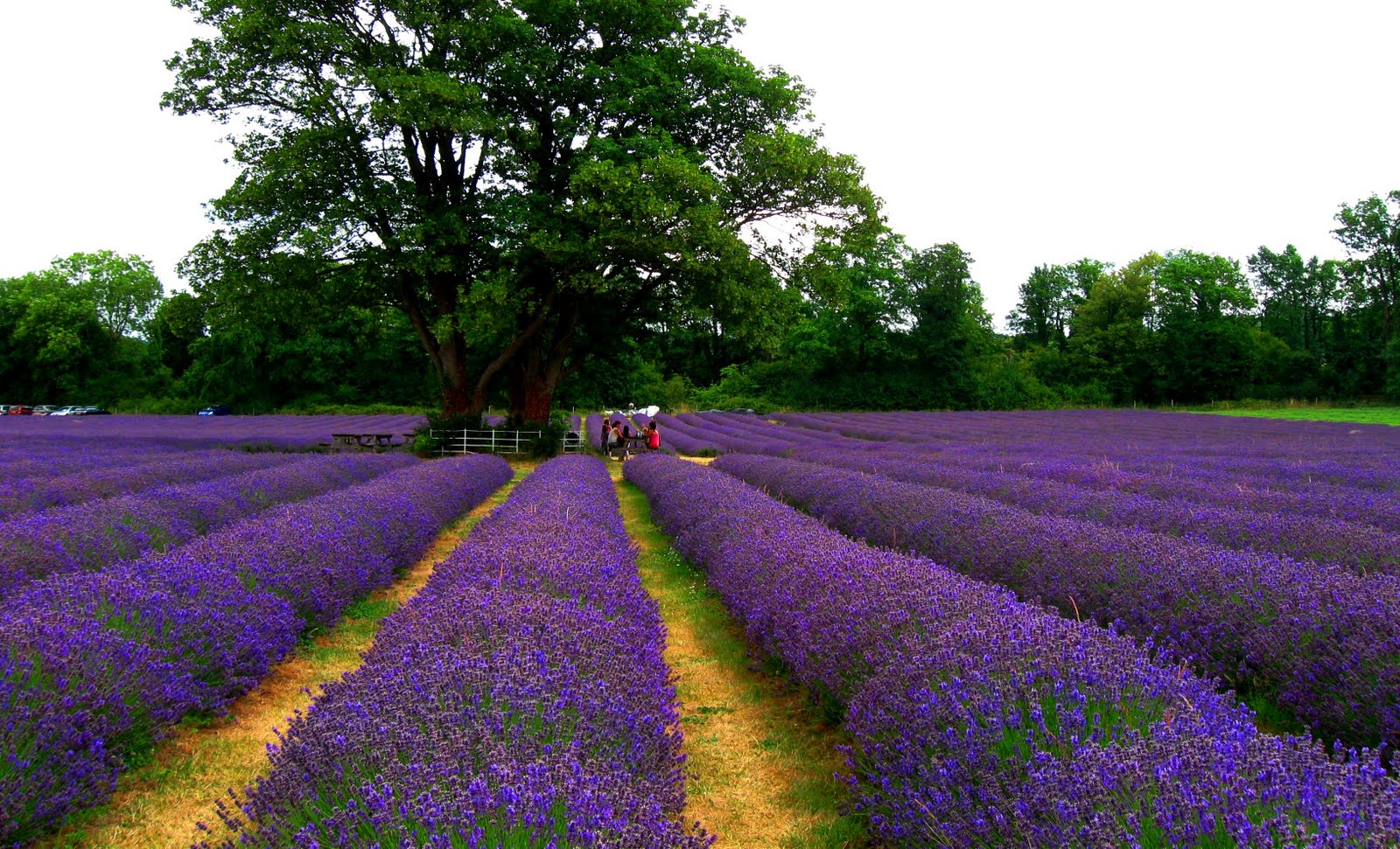 -: Pakai kamera apa? Cantik gambar awak.