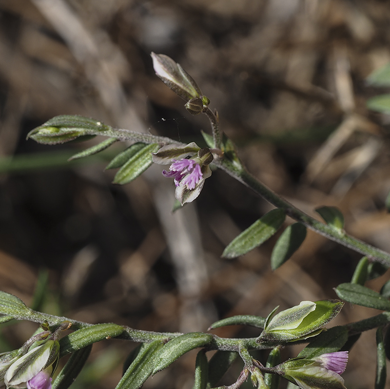 Paseos por la naturaleza: Polygala rupestris Polígala rupestre