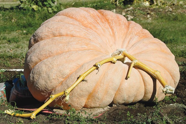 MelindaSpencer: So what does a 1300 pound Pumpkin look like anyway?
