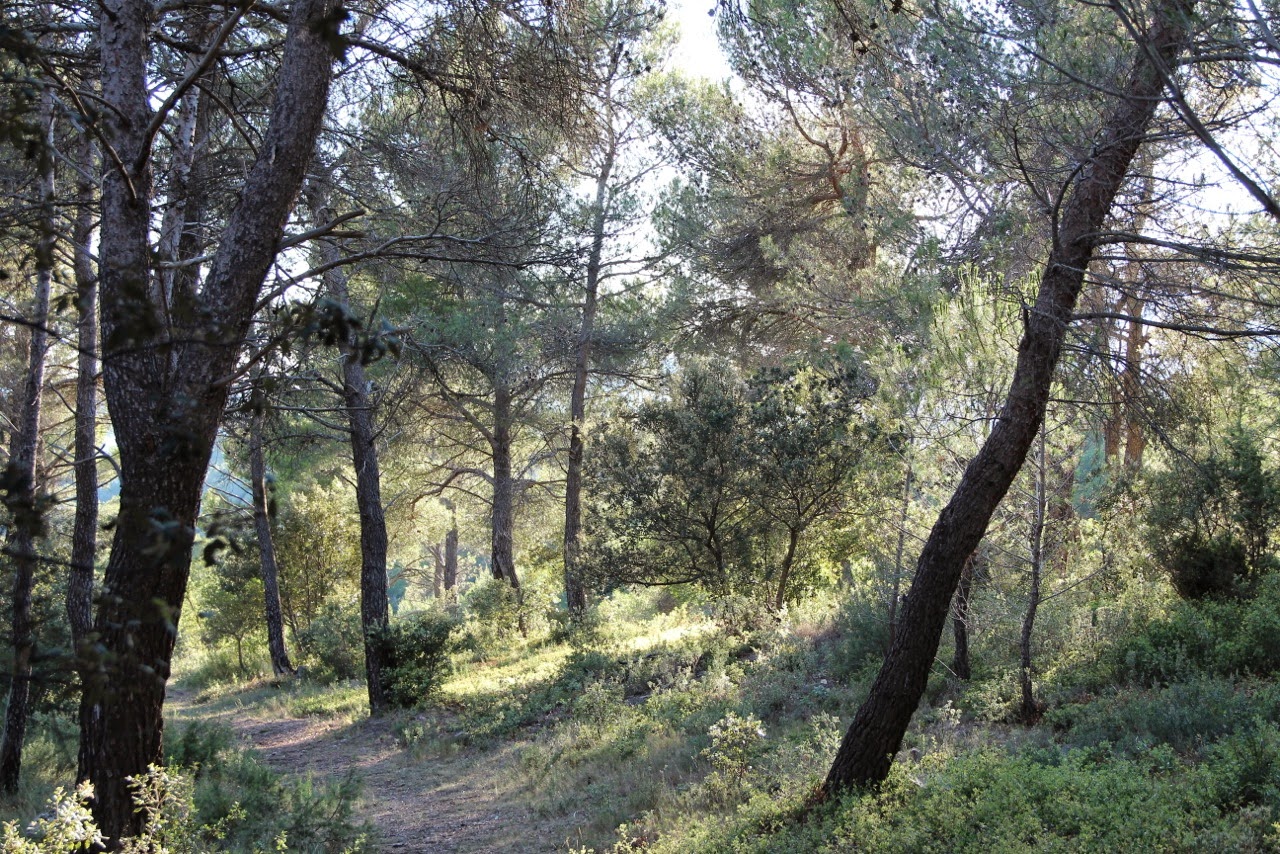 Une forêt en Provence