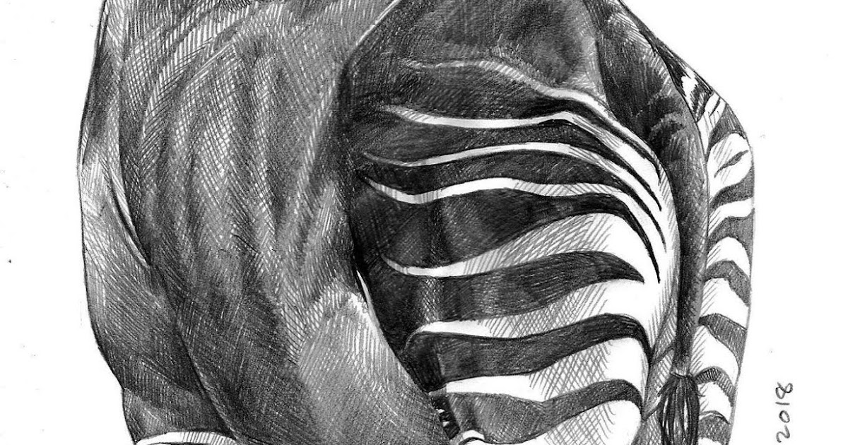 Drawing from experience...: Okapi (Okapia johnstoni)