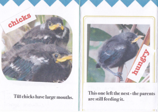 Explore and Discover Nature: Nature Kids - Making Zines to Spread the Word