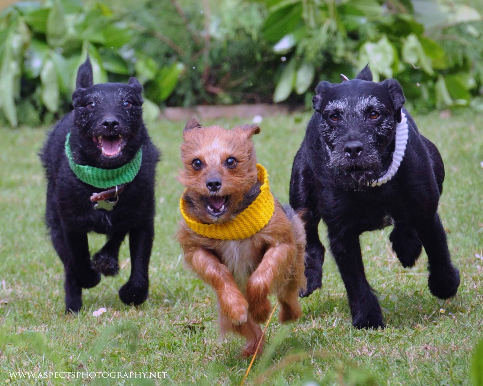 Aspects Photography: Terrier Racing at Jevington, East Sussex