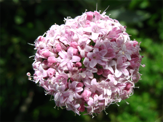Medicinas Alternativas: Plantas medicinales - Valeriana