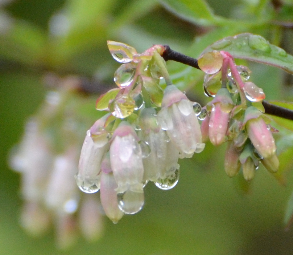 Looking Back Wildly Native Highbush Blueberries Flowers to Fruit ...