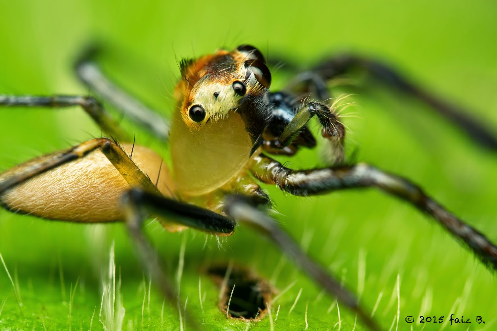 Mirrorless Macro Photography: Field Trip to Mandai!