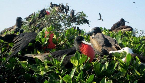 PLAAN : Santuario Nacional Los Manglares de Tumbes